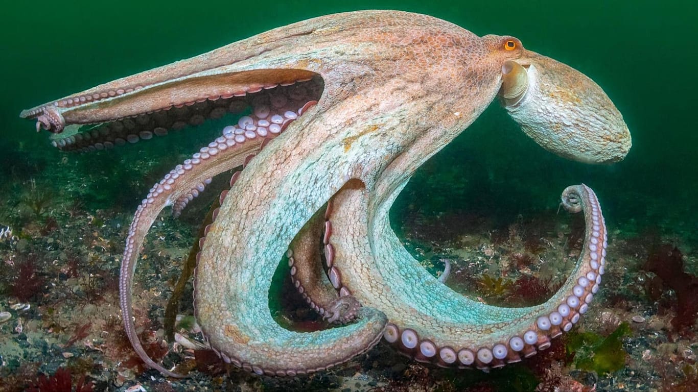 ‘Year of the octopus’: How climate change is pushing the sea’s smartest ...