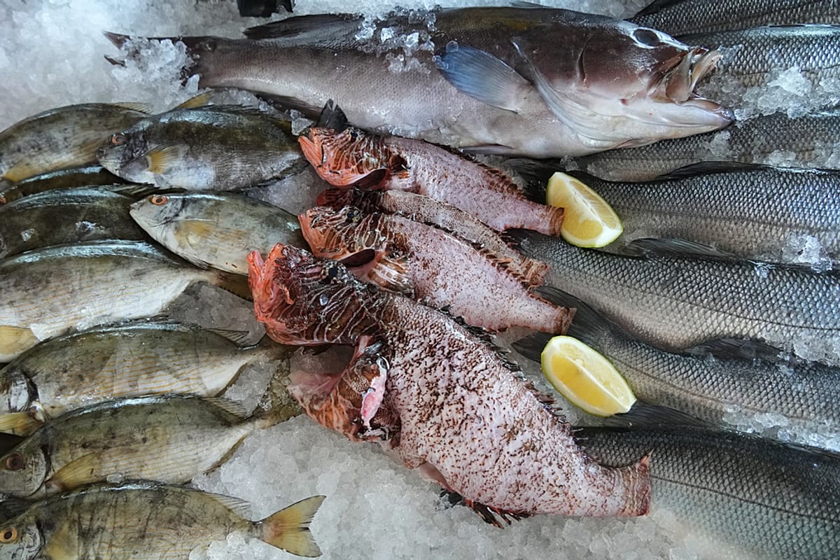 Poisson-lion : l'envahisseur qui détruit la Méditerranée est devenu un ...