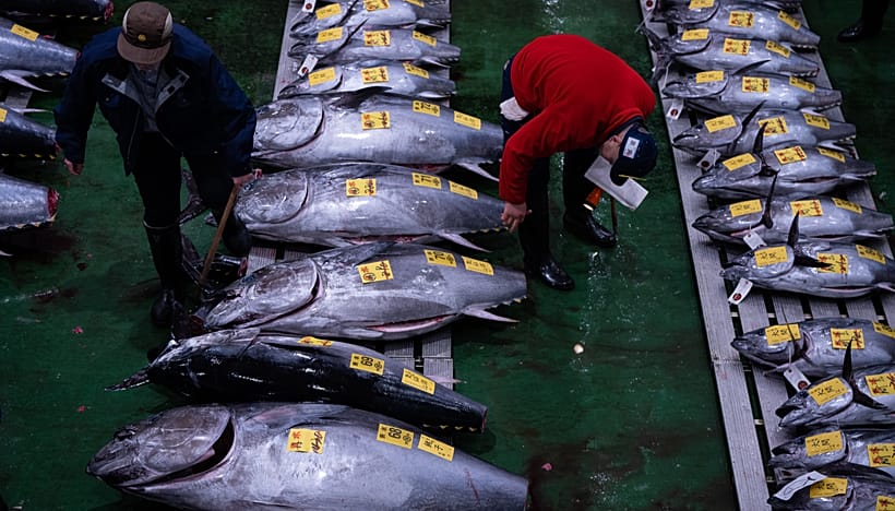 Bluefin tuna sells for record €2.78 million at Tokyo fish market | Euronews