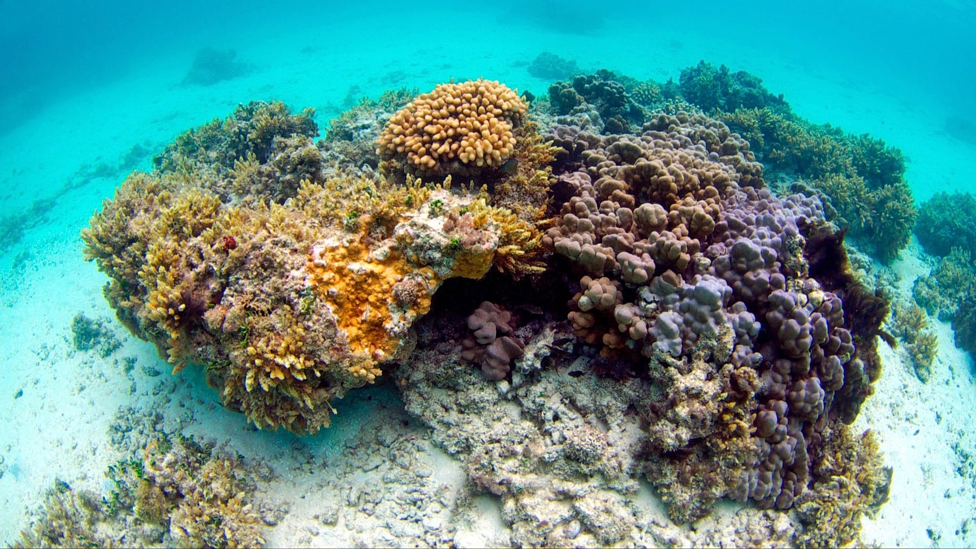 How the oceans’ coral reefs could be a secret weapon to tackle food ...