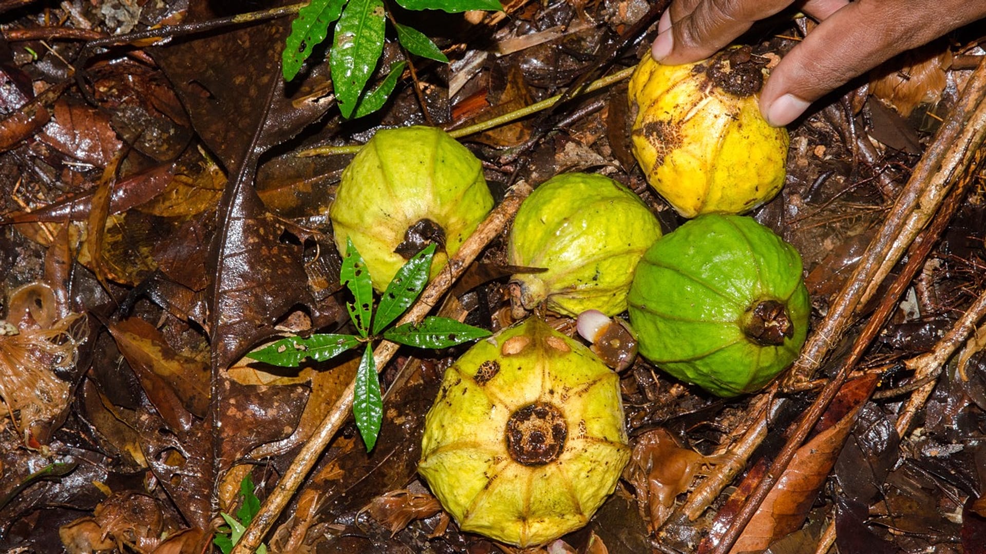 Scientists named 190 new plants and fungi species in 2025 – including ...