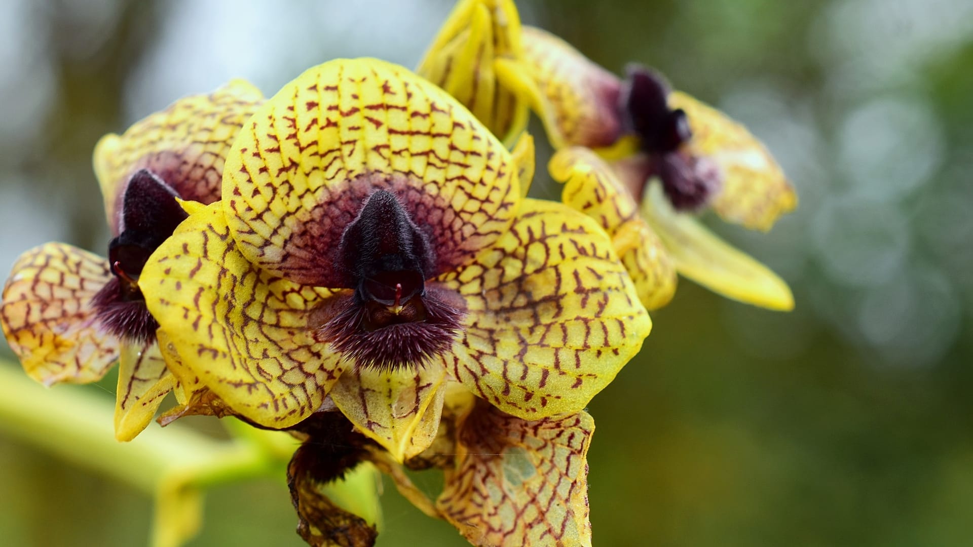 Scientists named 190 new plants and fungi species in 2025 – including ...
