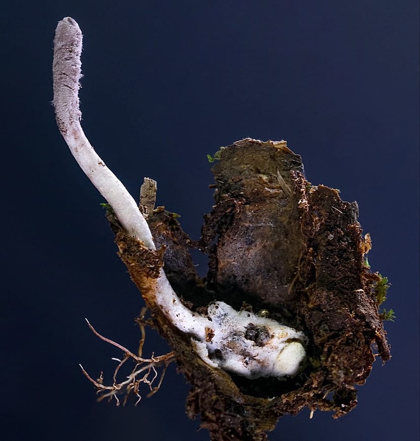 Scientists named 190 new plants and fungi species in 2025 – including ...