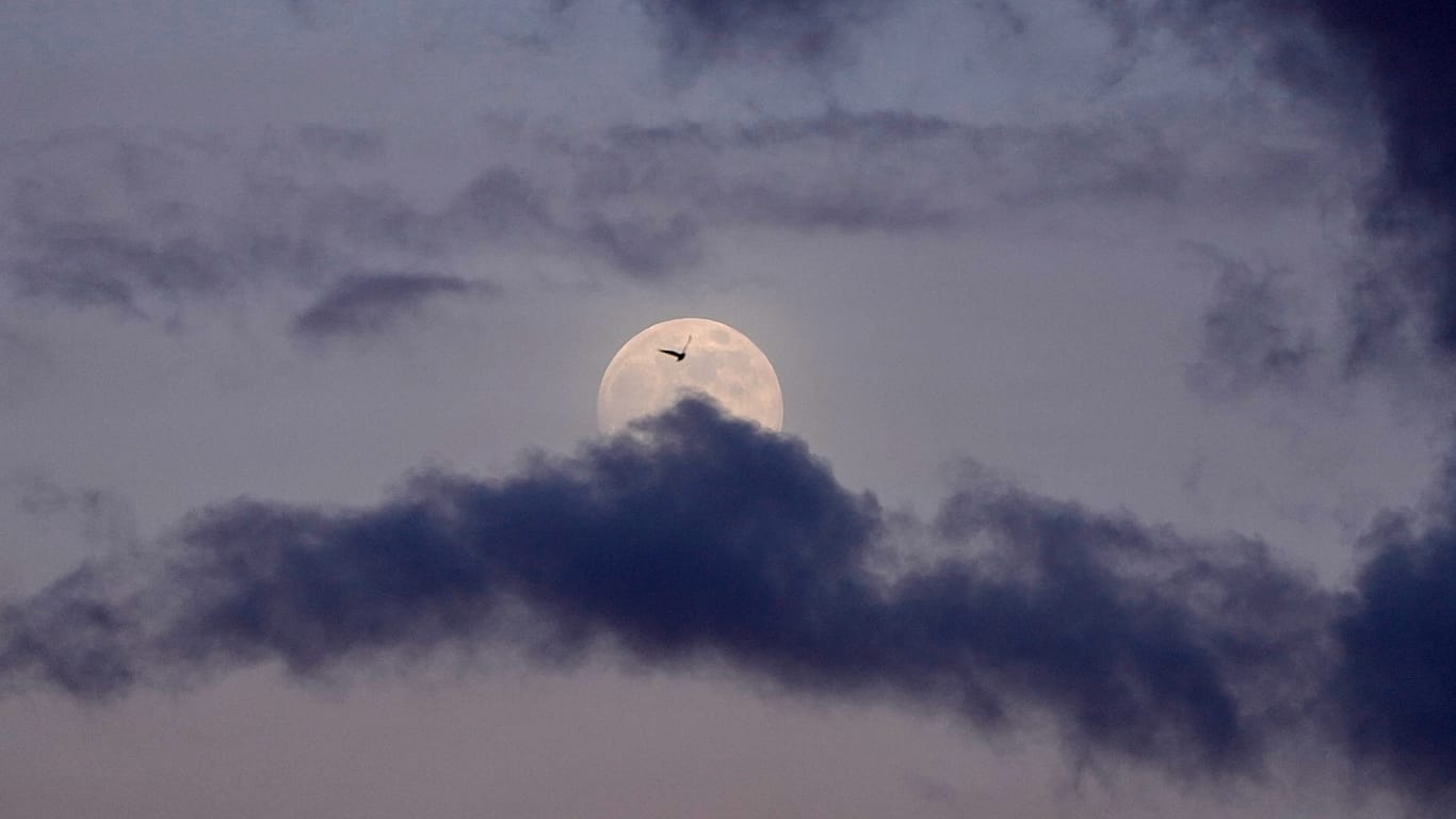 Video. NASA rolls out Artemis II rocket for historic Moon mission ...