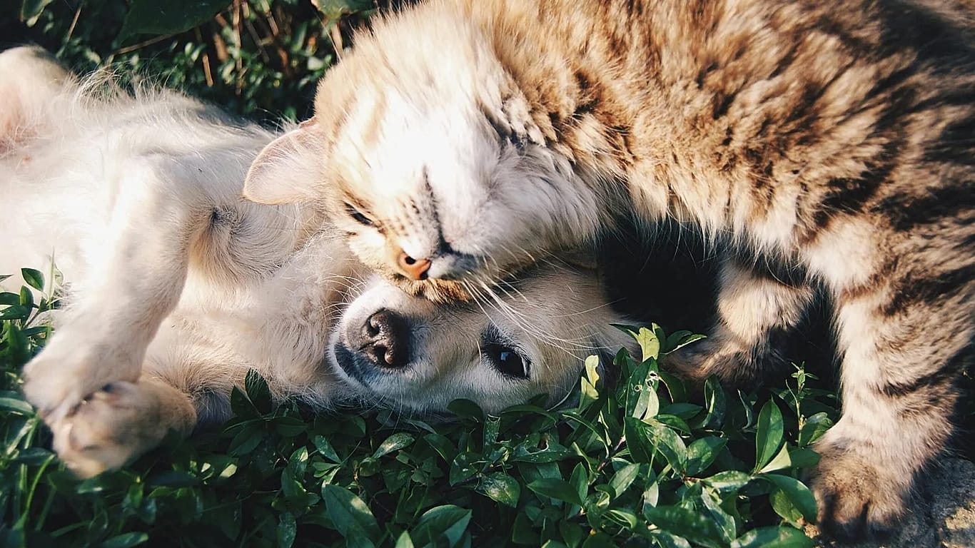 Grief after a pet’s death can be as long-lasting as losing a human ...