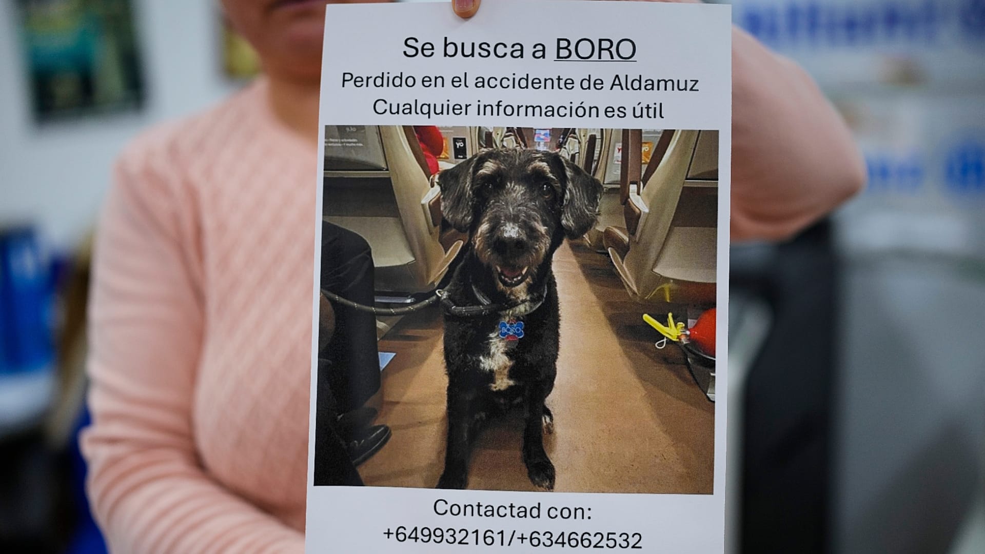Vídeo. El final feliz de Boro: el perro perdido tras el accidente de ...