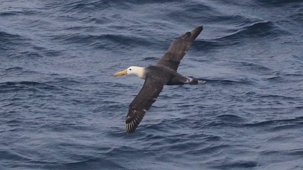 This critically endangered albatross just flew 4,800km from its home ...