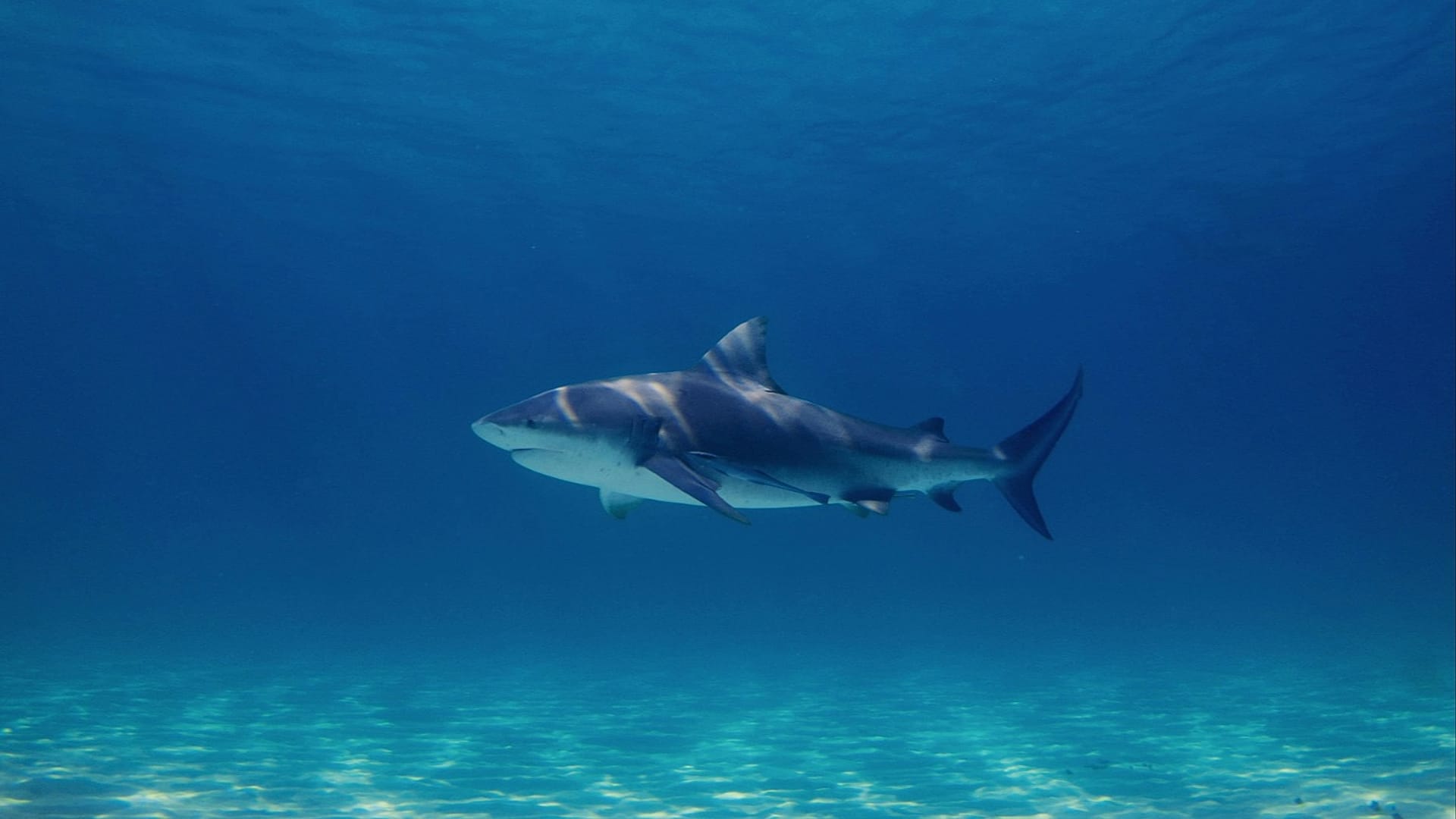 Sharks aren’t ‘turning on us’. So what’s behind the recent spate of ...