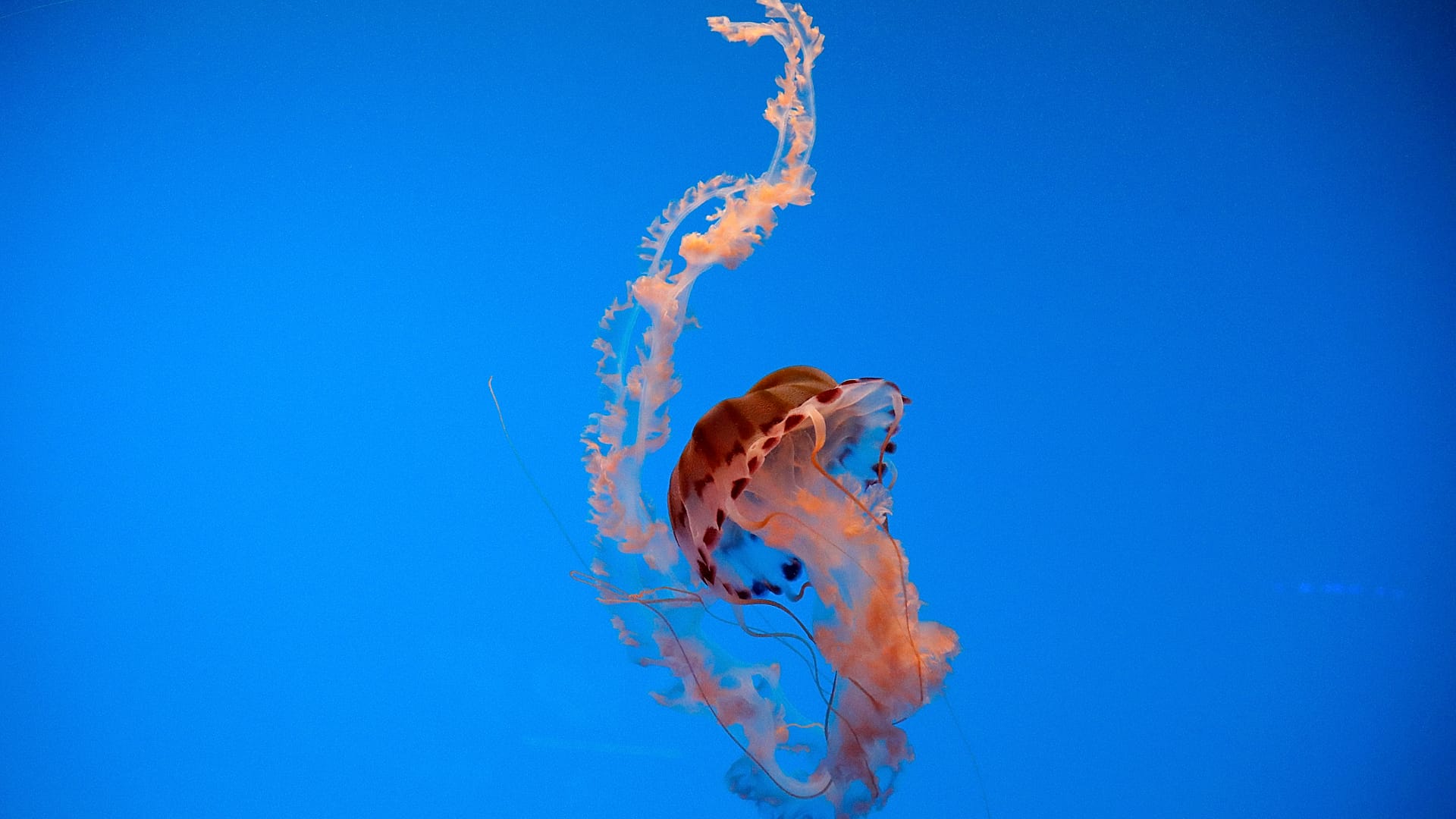 Video. Giant phantom jellyfish spotted in Argentina's deep sea | Euronews