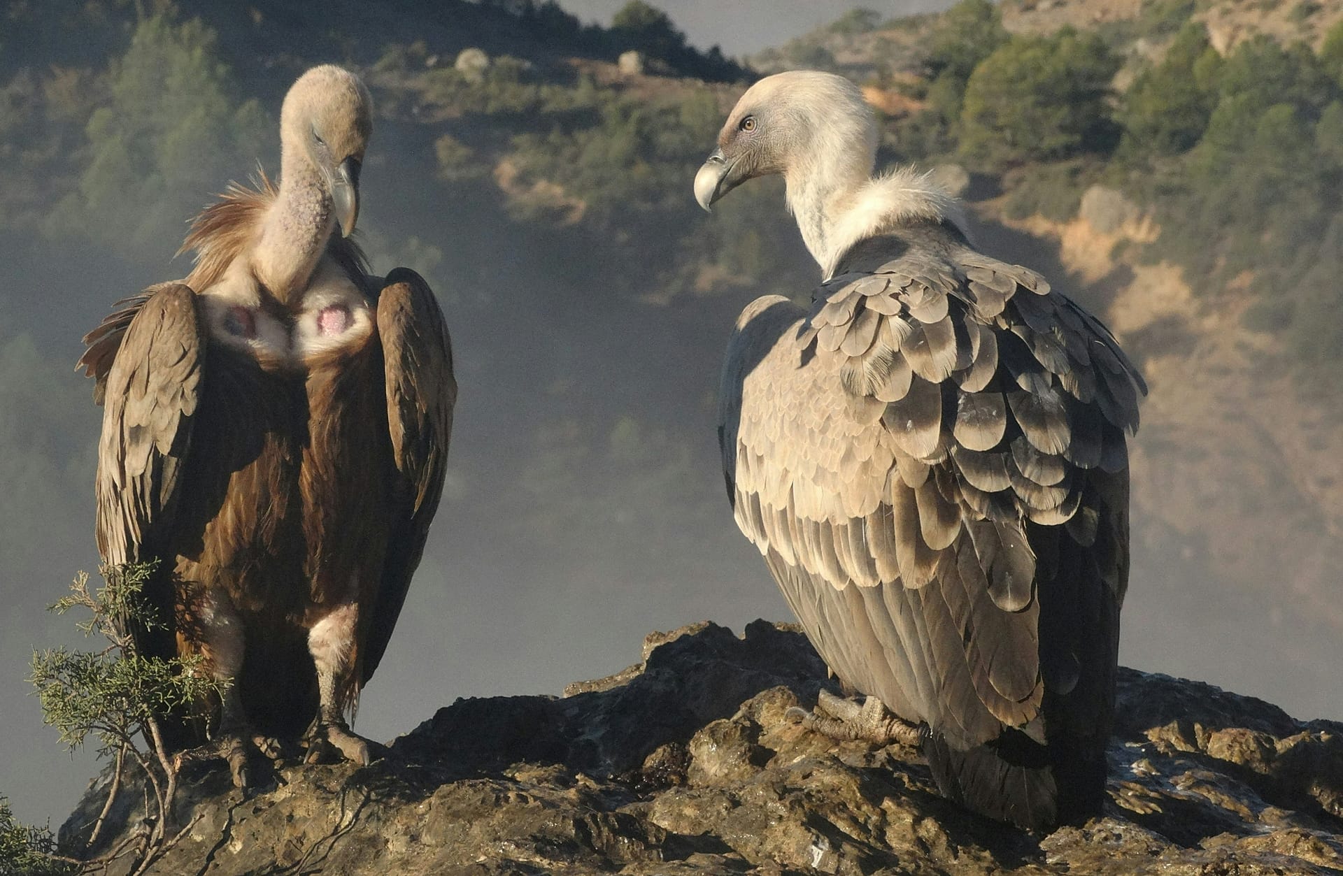 Return of Sardinia’s griffon vultures hailed as one of Italy’s greatest ...