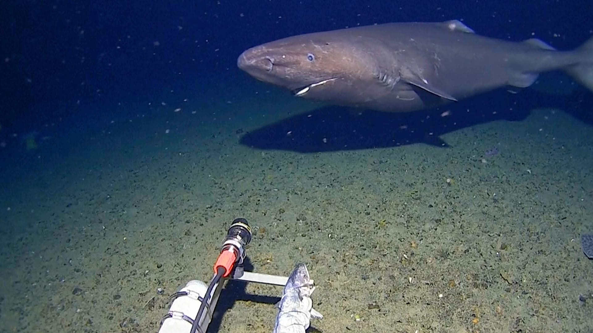Video. Sleeper shark filmed for first time in Antarctica’s near ...