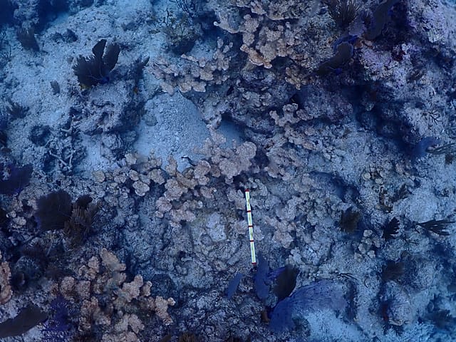 Experts warn of rapid loss of water in the Baltic Sea: 'A vibrant reef ...