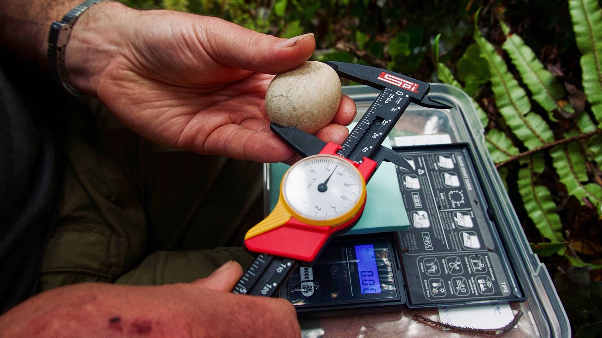 ‘It’s a real New Zealand duty to save these birds’: Berry harvest ...