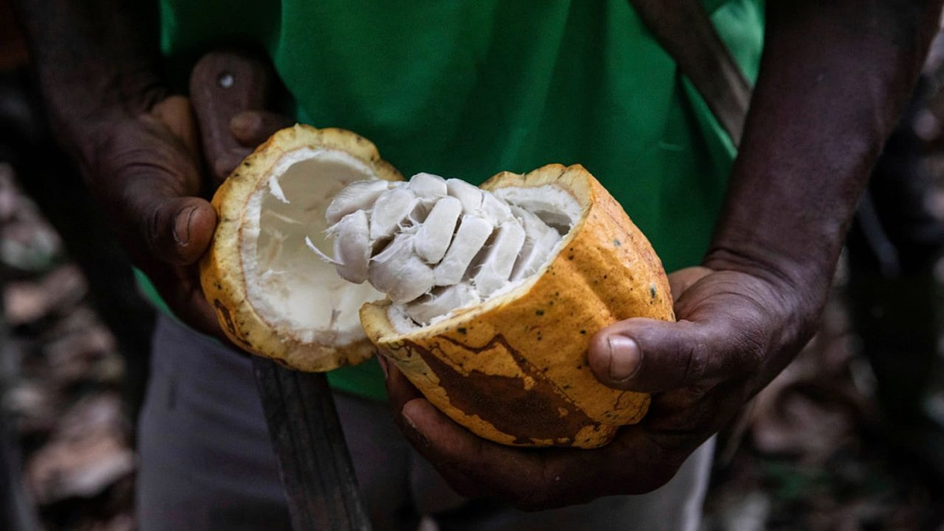 Cocoa crash leaves West African farmers struggling despite global ...