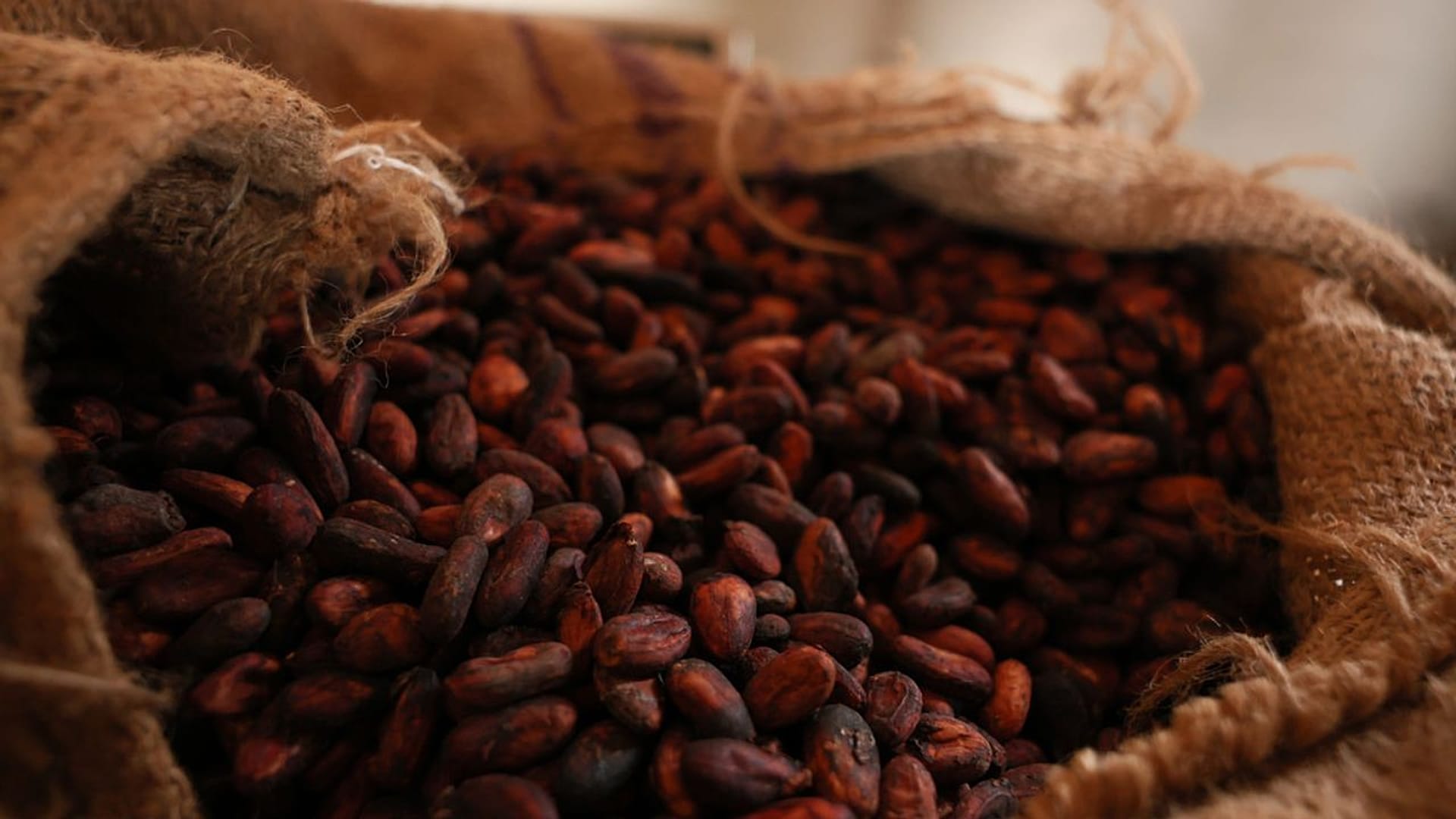 Cocoa crash leaves West African farmers struggling despite global ...