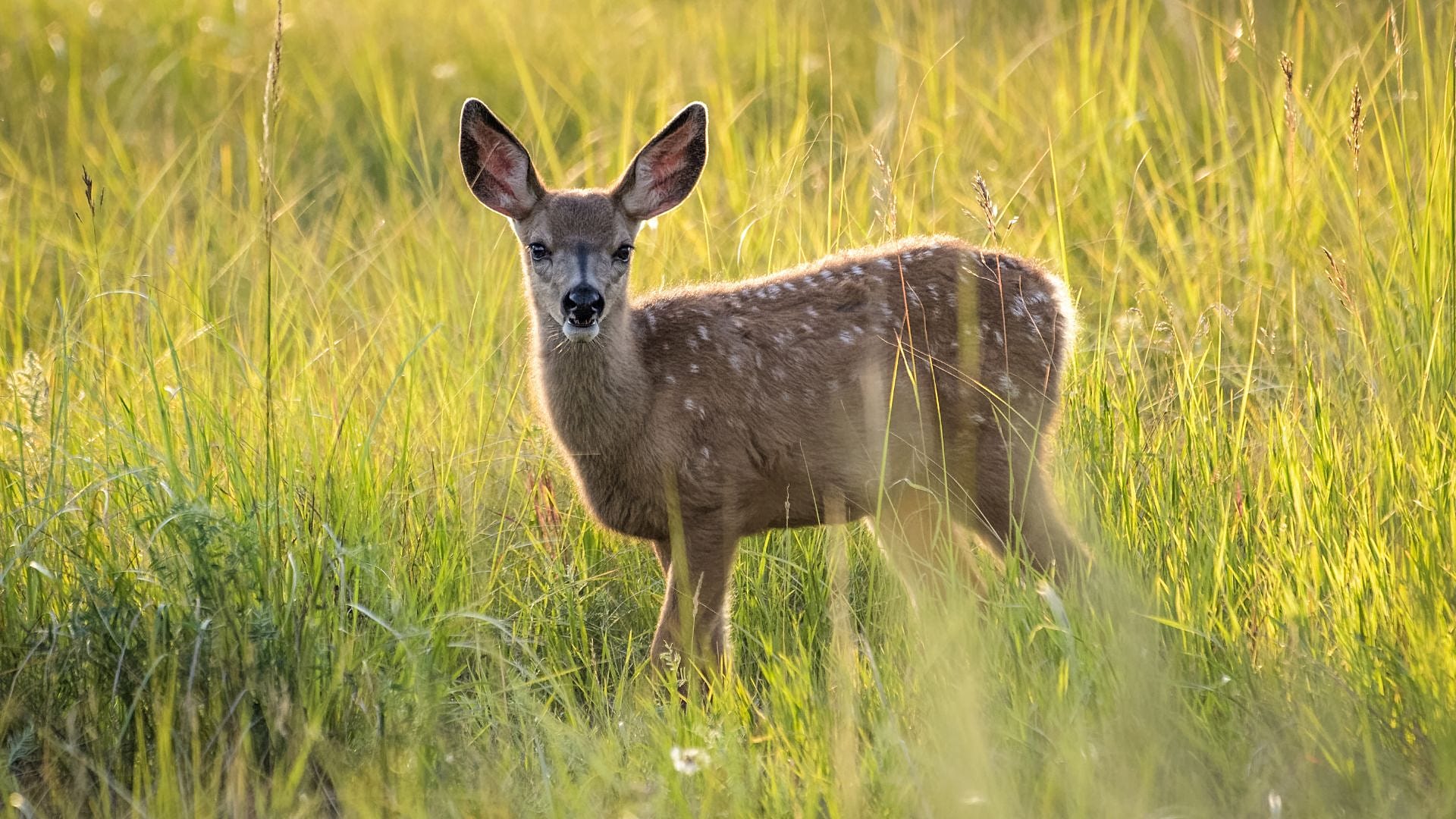 ‘Putting biodiversity in our hands’: British wildlife will soon be ...
