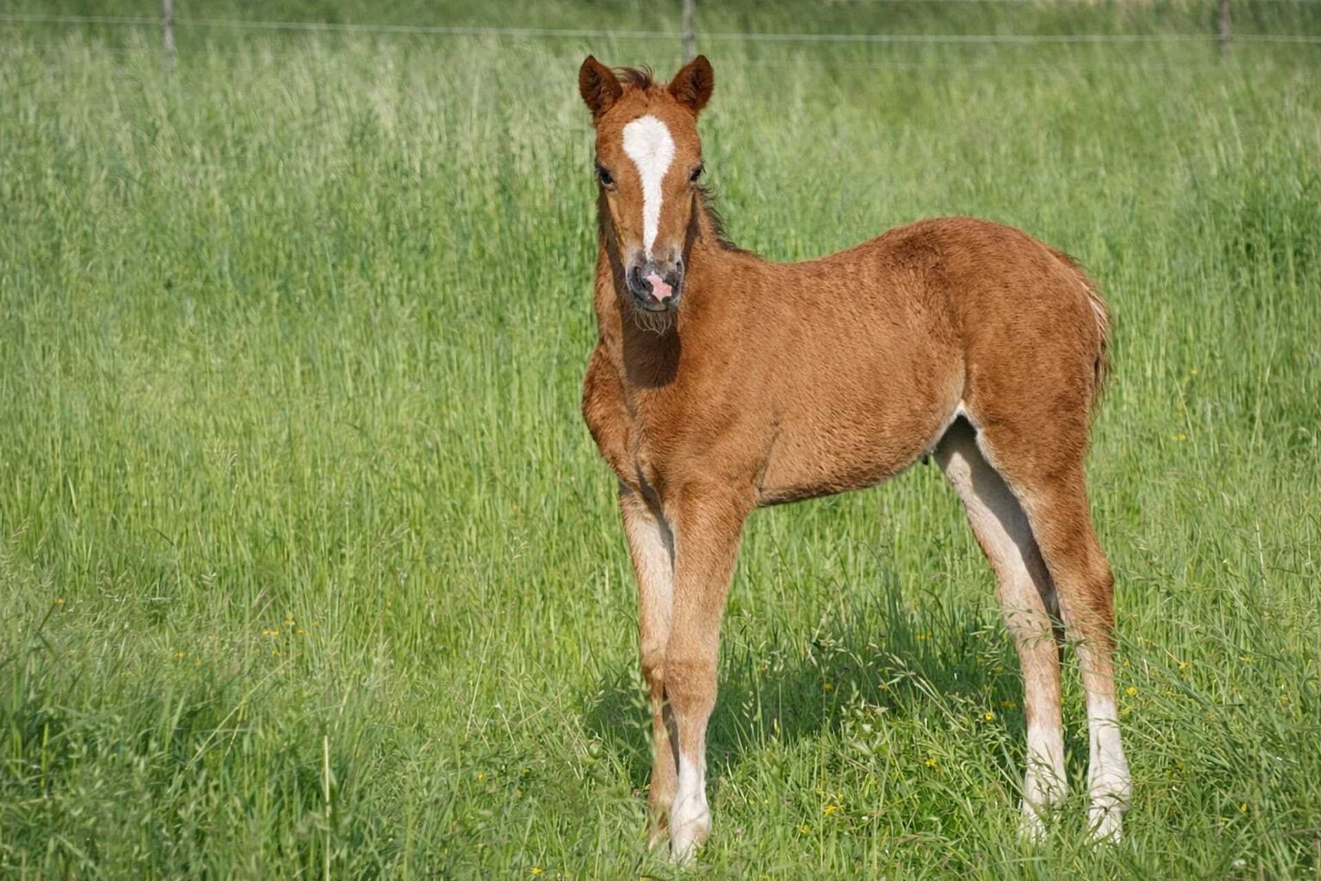 El Caballo De Karabaj La Joya Dorada Del Cáucaso Renace En Alemania