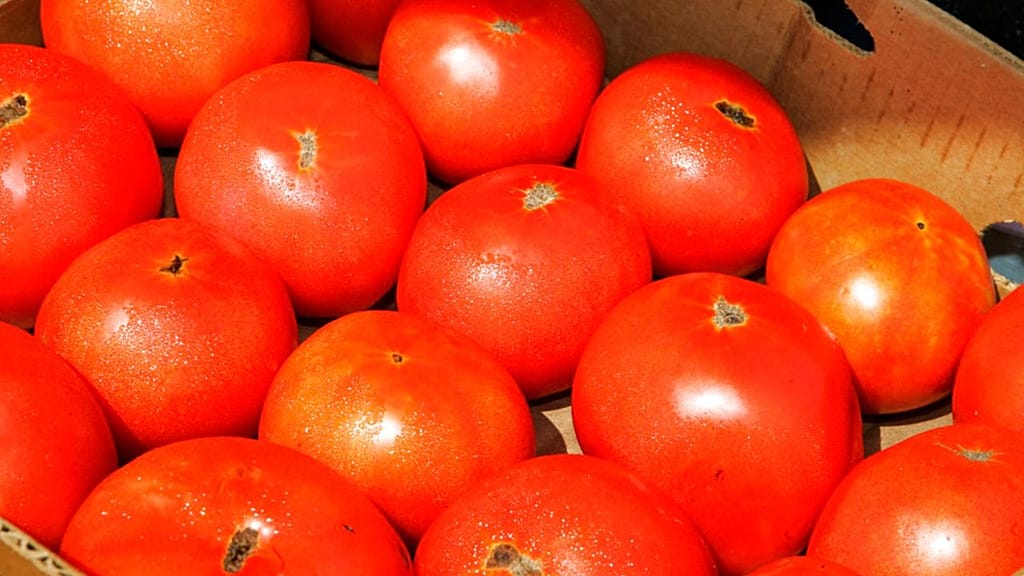 Burkina Faso’s tomato export ban raises concerns over regional supply ...