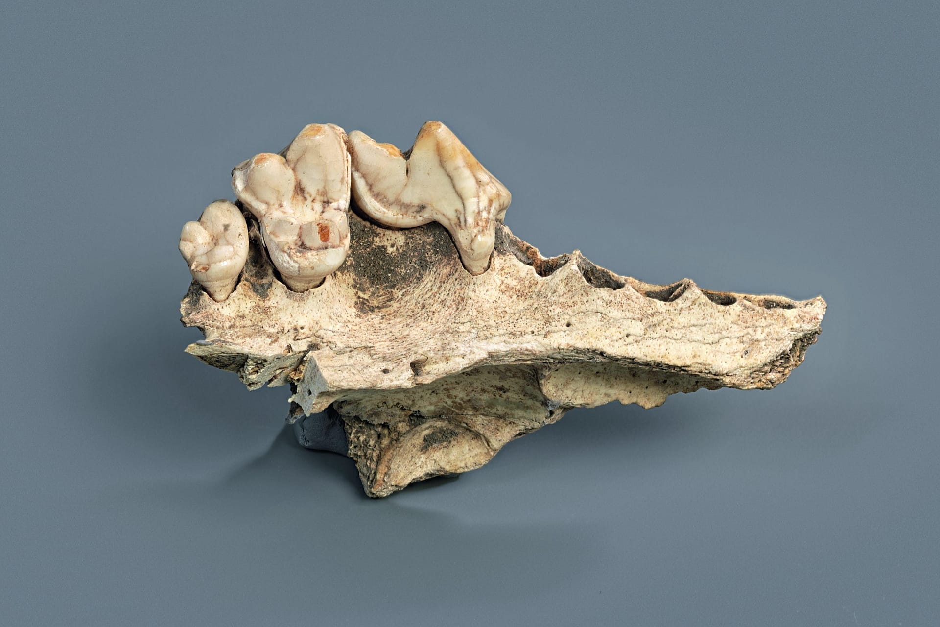 Neue DNA-Funde: Hunde leben seit mehr als 15.000 Jahren mit Menschen ...