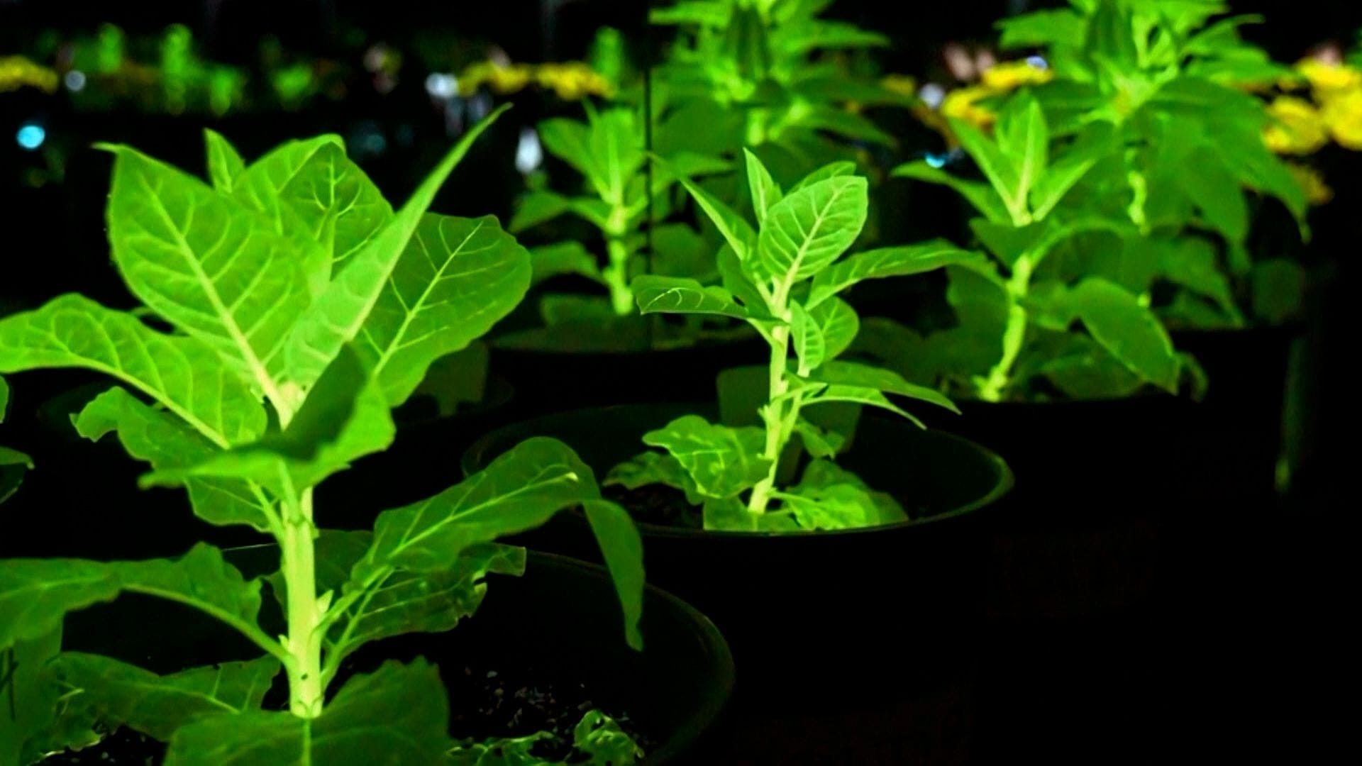 Científicos chinos crean plantas como las de 'Avatar' para alumbrar ...