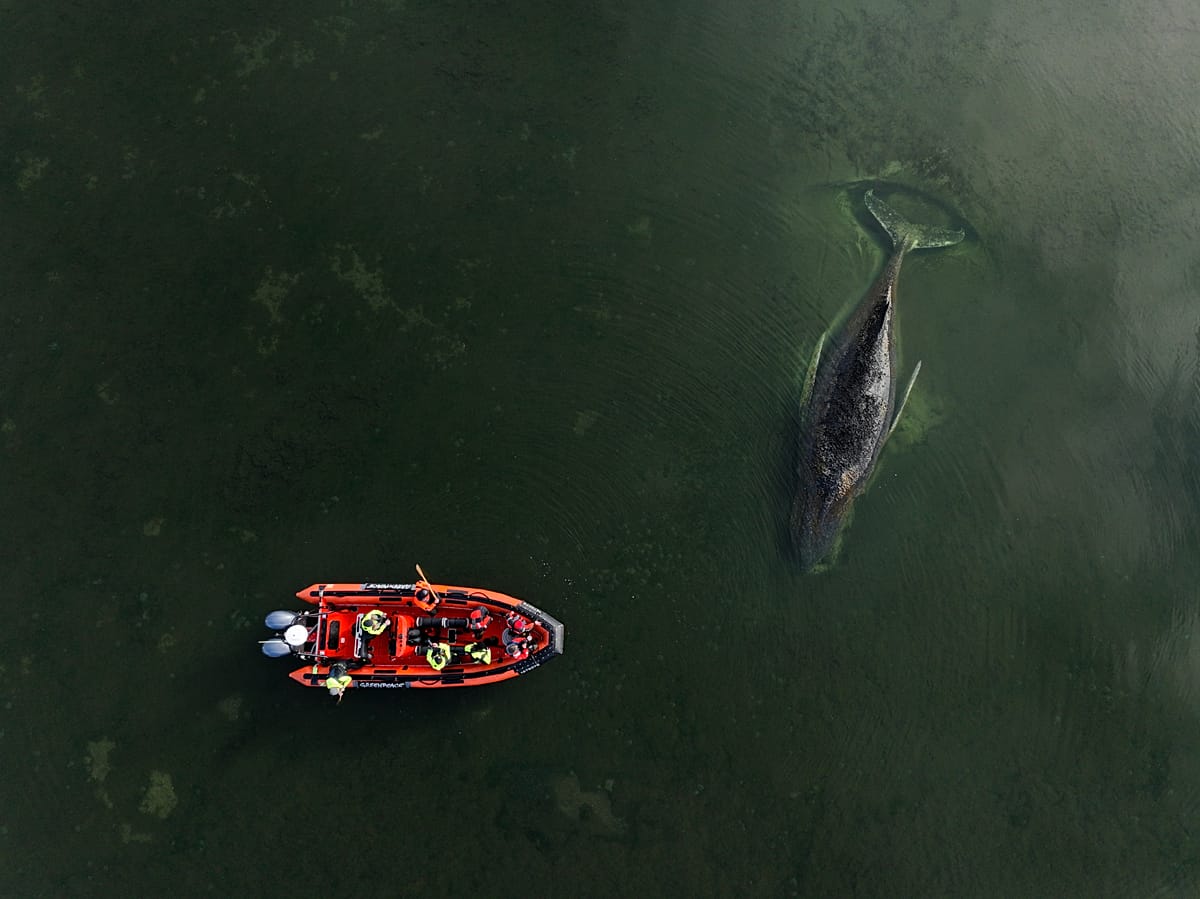 Whale Timmy: Can whale songs still save him? Biologist prepares autopsy ...
