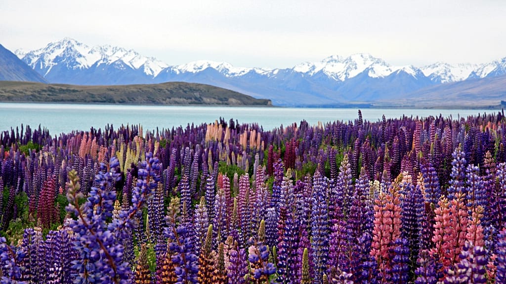 Travel in bloom: These are the best flower tourism destinations to ...