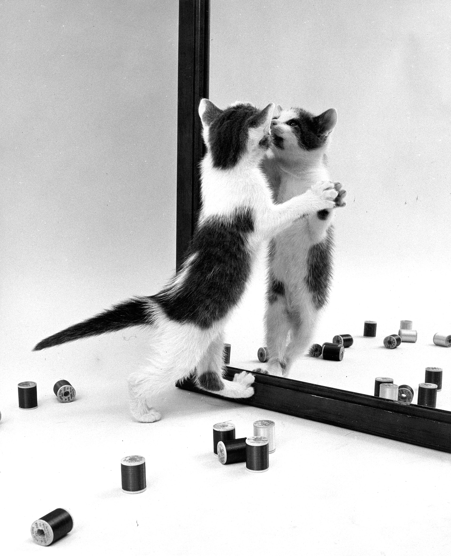 The purr-fect shot: New book celebrates legendary cat photographer ...