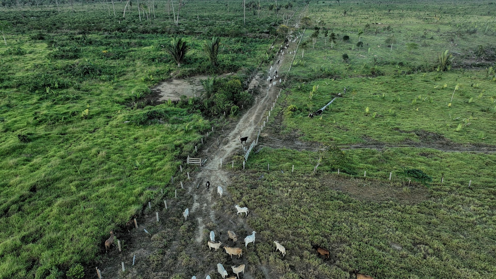 US lawmakers urge EU not to water down deforestation law ahead of ...