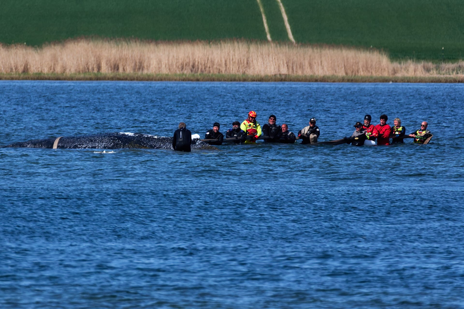 German bid to rescue 'Timmy' the whale stranded off Baltic coast passes ...