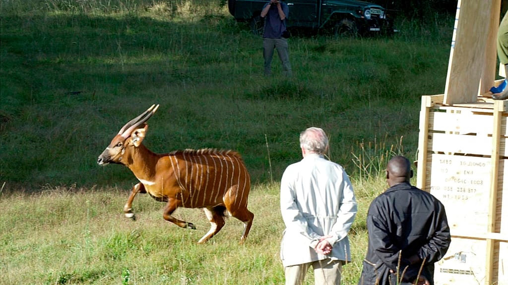 Four critically endangered mountain bongos return to Kenya from Czech ...