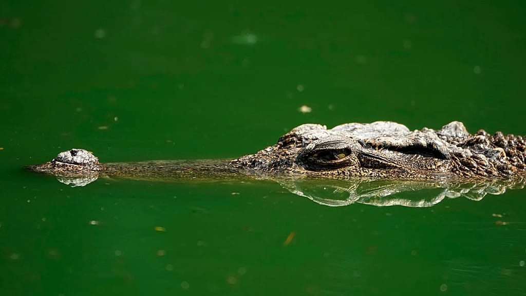 Portuguese man's body found inside crocodile in South Africa | Euronews
