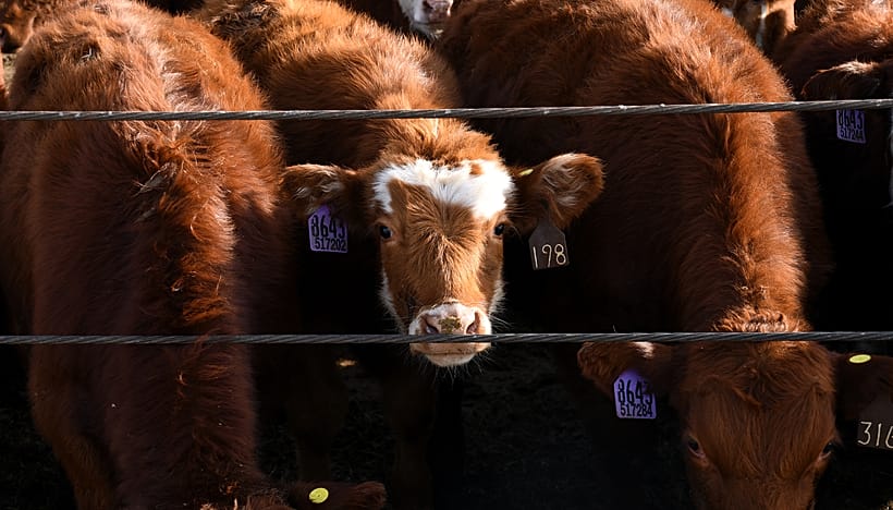 Cattle theft in Germany: Organised gangs target farms | Euronews