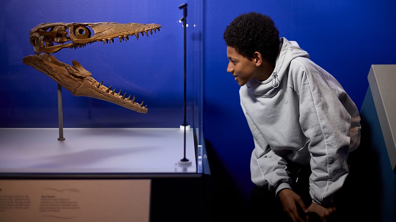 Video. Prehistoric predators: Meet Jurassic monsters of the deep at UK ...