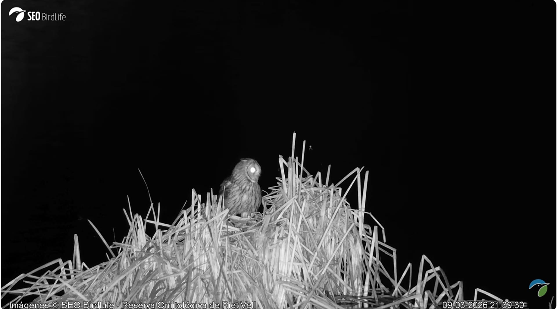 'Webcams' de naturaleza: la ventana digital a la fauna salvaje en ...