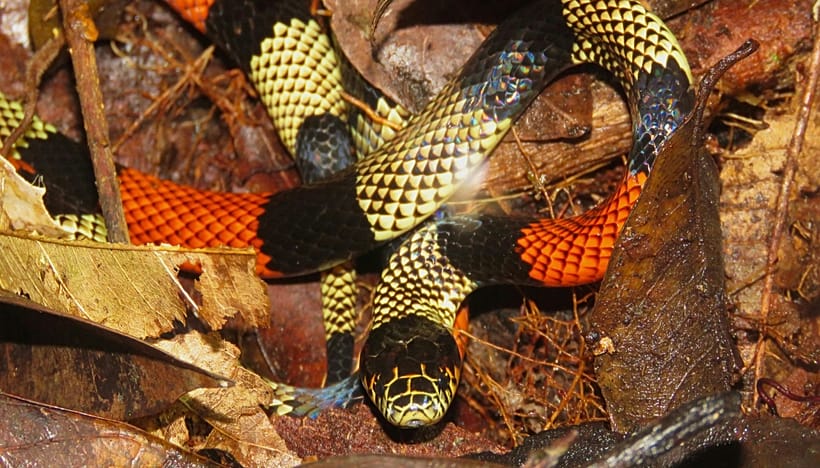 Deadly snakes might be coming to a neighbourhood near you | Euronews