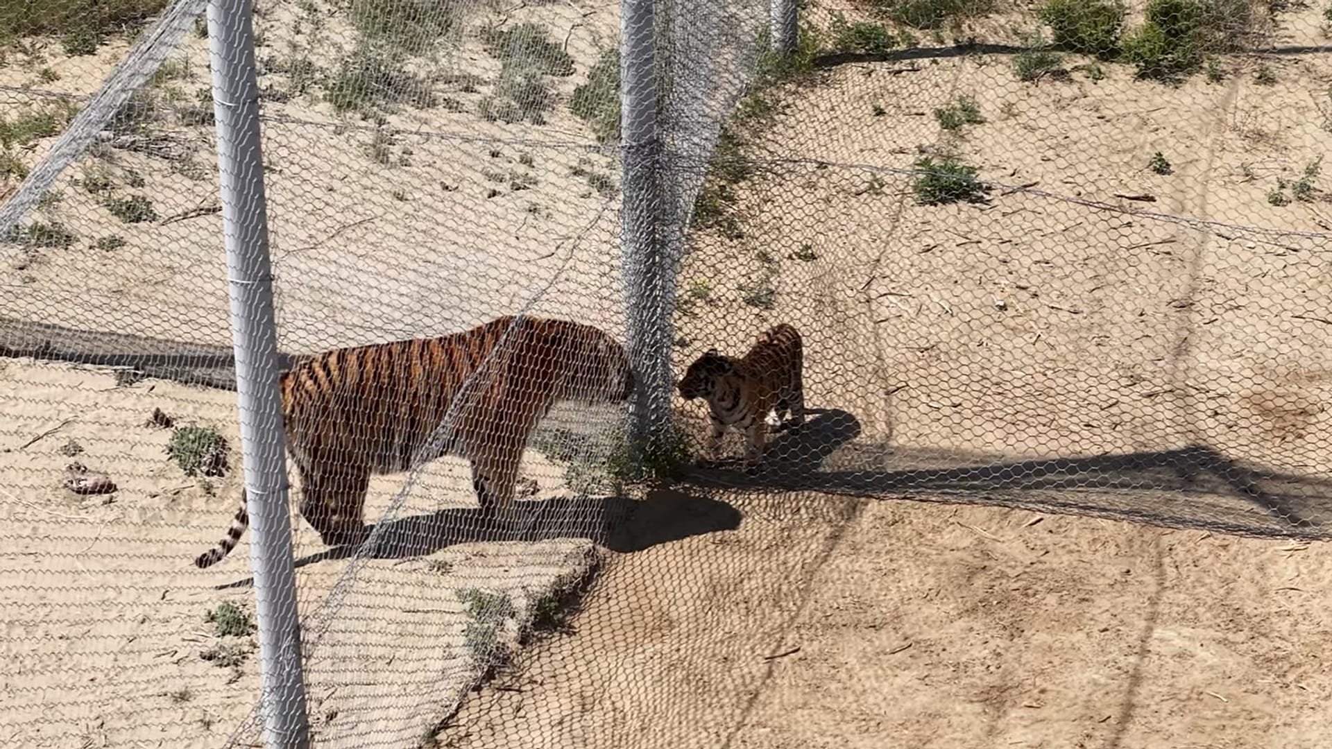 Amur tigers released into the wild in Kazakhstan to help restore the ...
