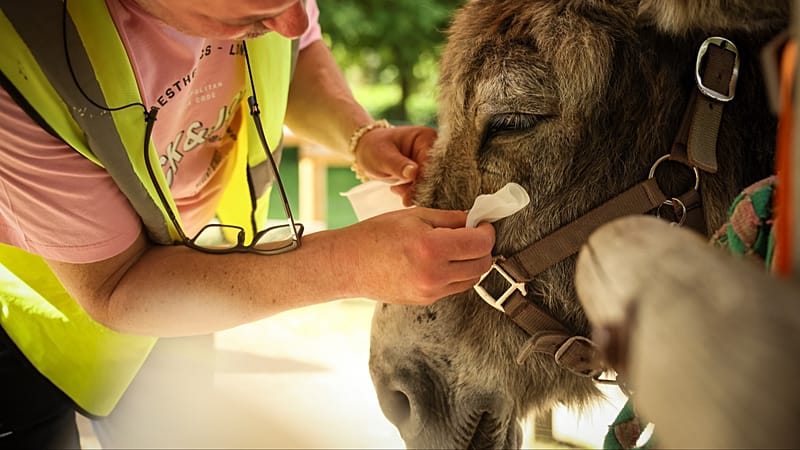 A French hospital enlists donkeys in mental health…