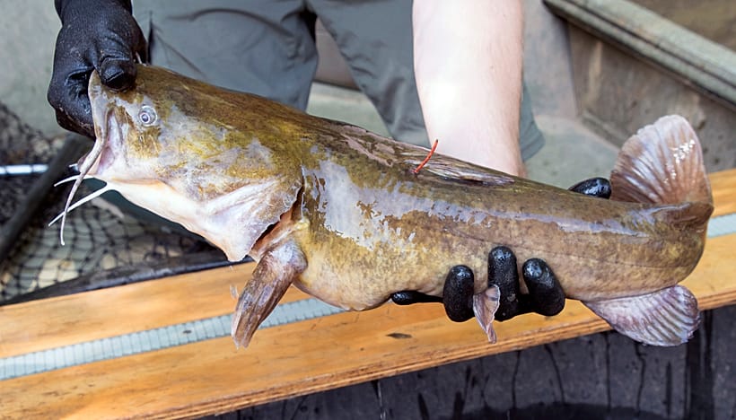 Record: angler lands giant 2.5-metre catfish | Euronews