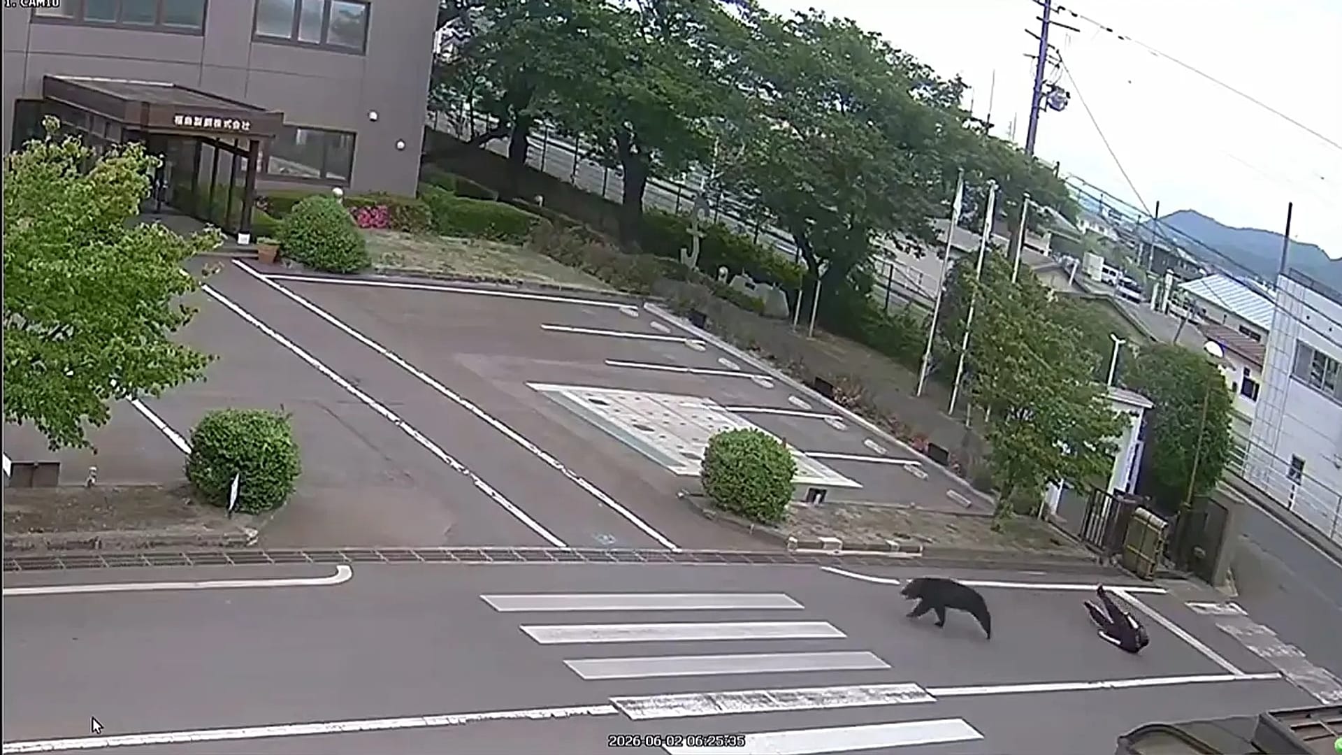 Bear injures four in residential area of Japan as annual number of ...