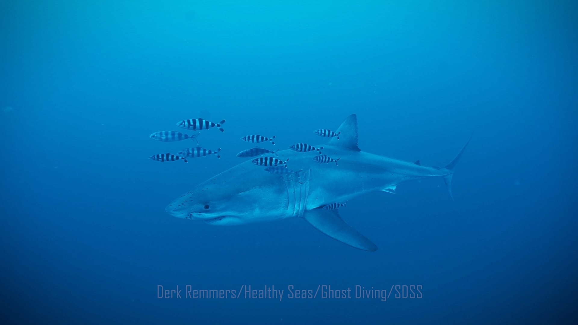 Divers made the first video ever of this shark in the Med - then got ...