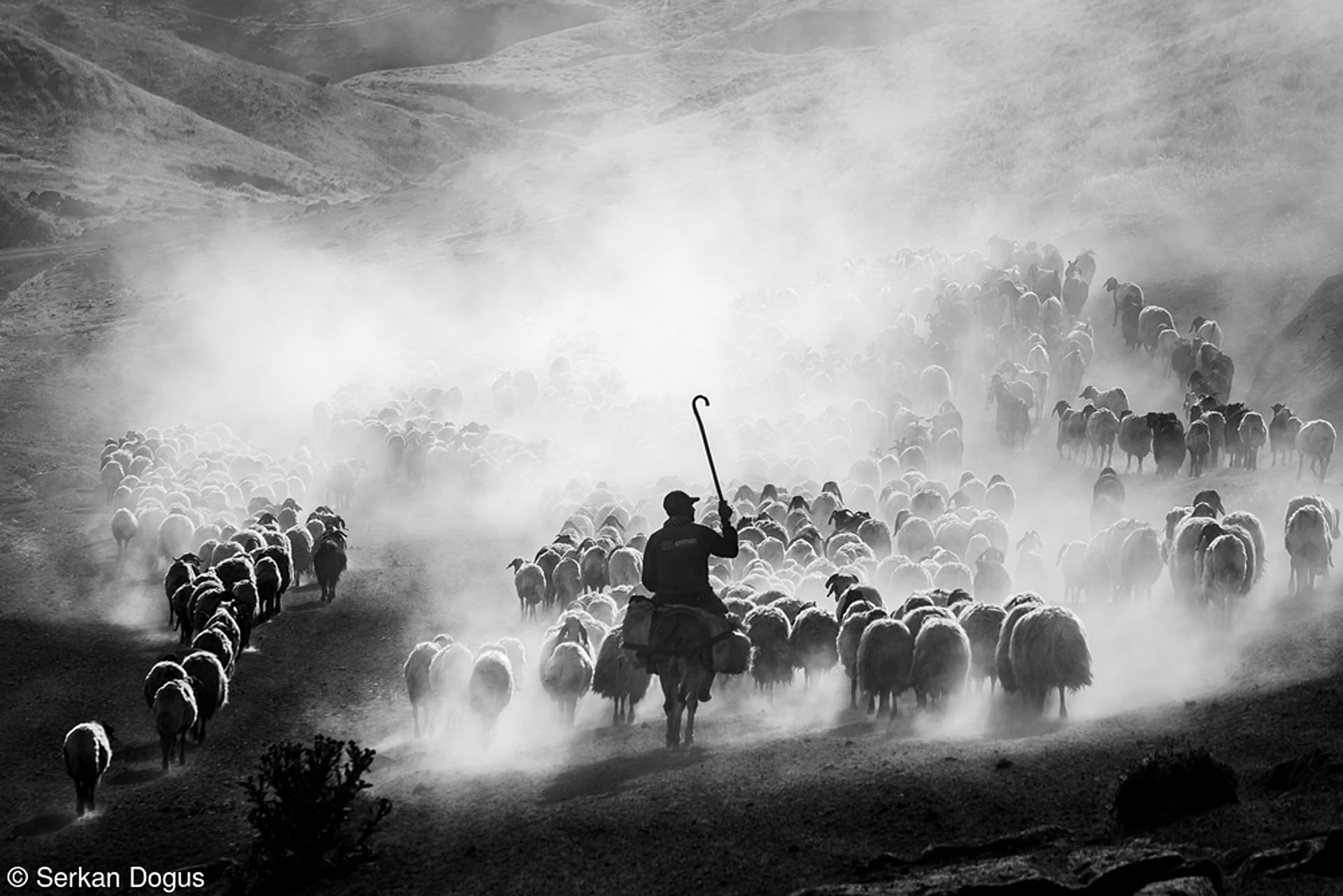 'Moved to tears': Winners of the 2026 World Food Photography Awards ...