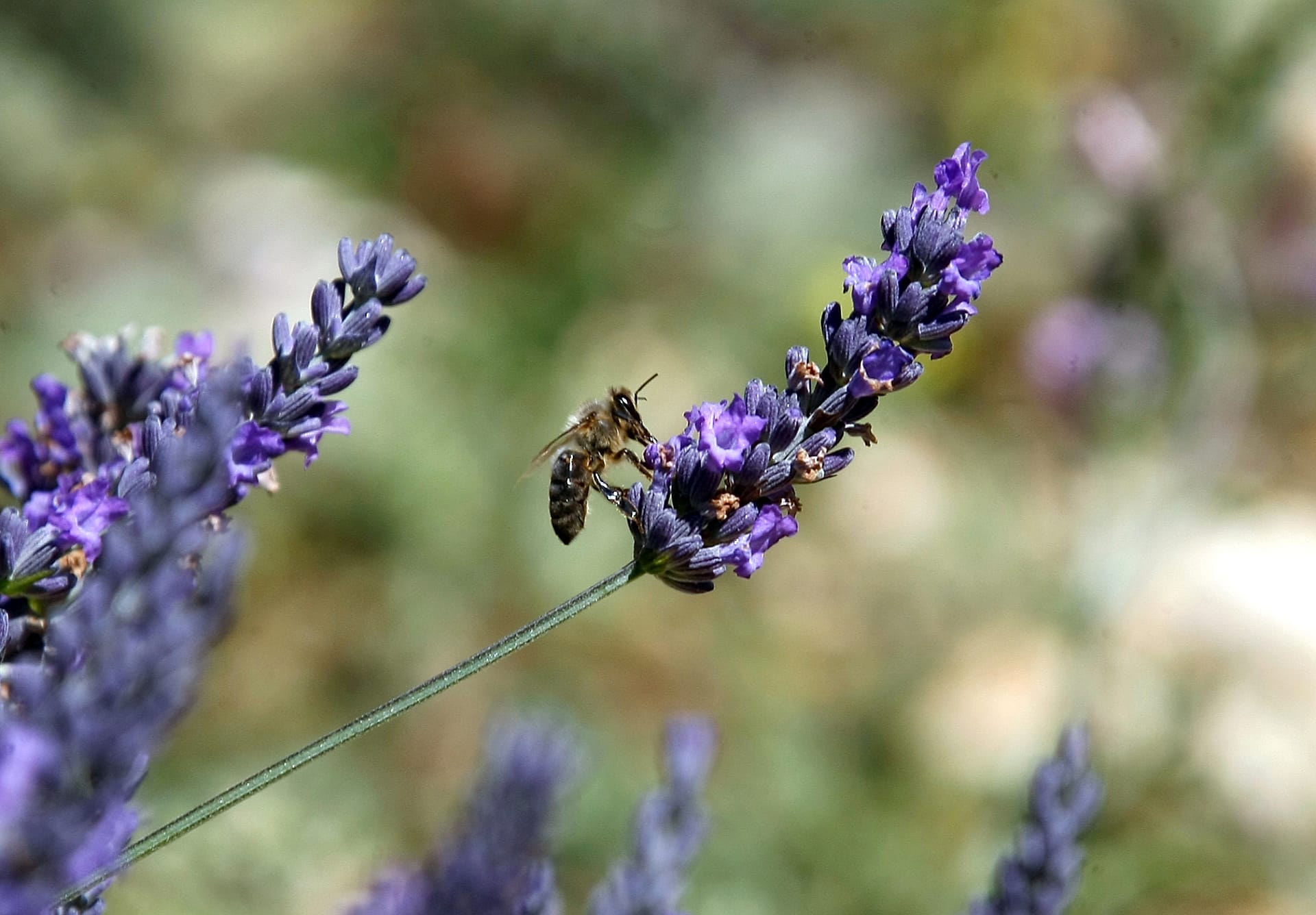 Lavender Provence farmers forced to raise laying hens to keep their ...