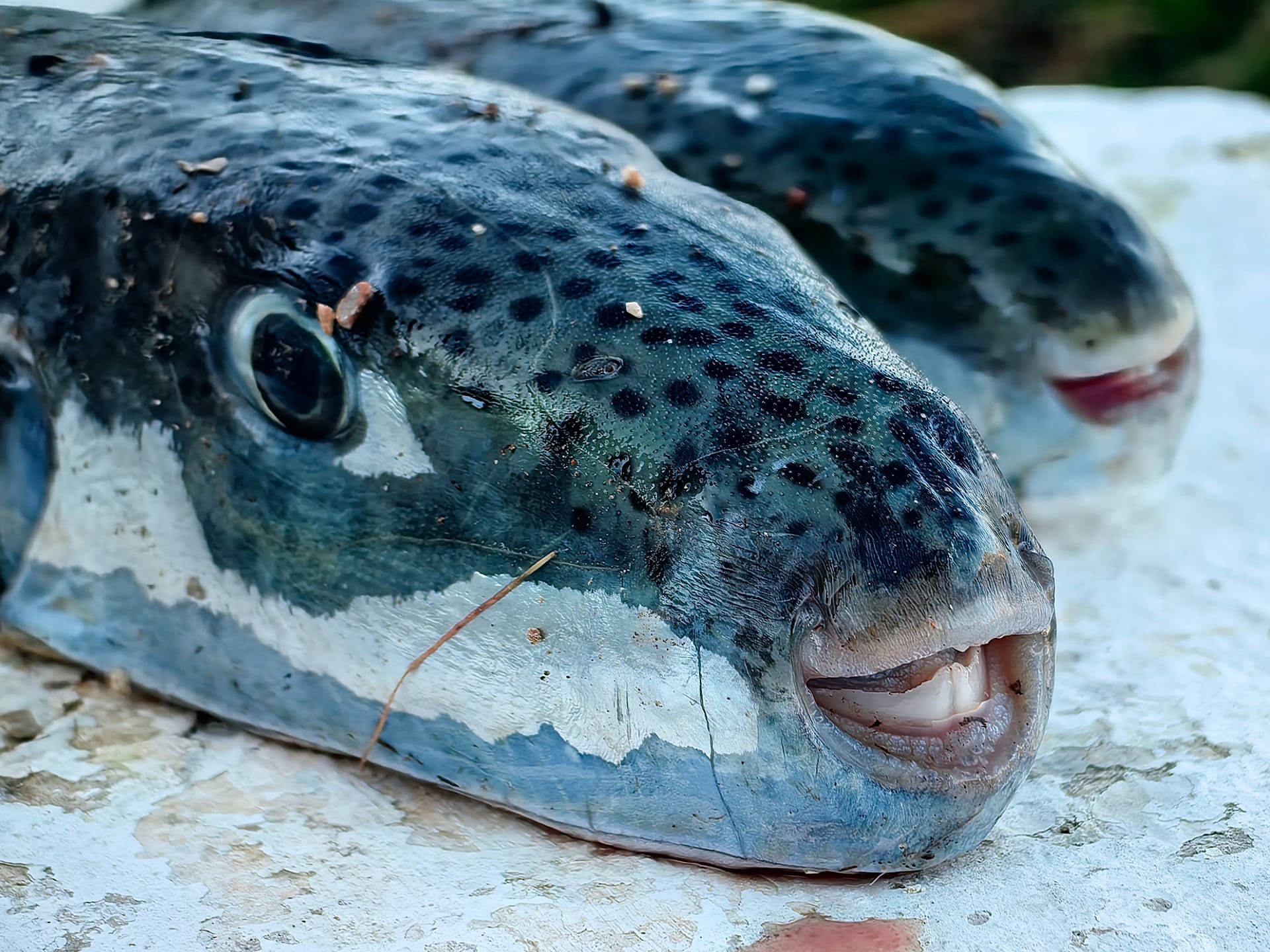 Grèce: inquiétude après des attaques de poissons-globes sur des ...